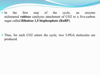 C3 cycle c4 cycle cam cycle | PPTX