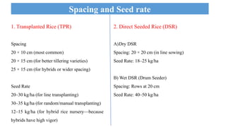 Comprehensive Agronomy of Rice: Cultivation, Morphology, and Uses | PPTX