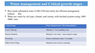 Comprehensive Agronomy of Rice: Cultivation, Morphology, and Uses | PPTX