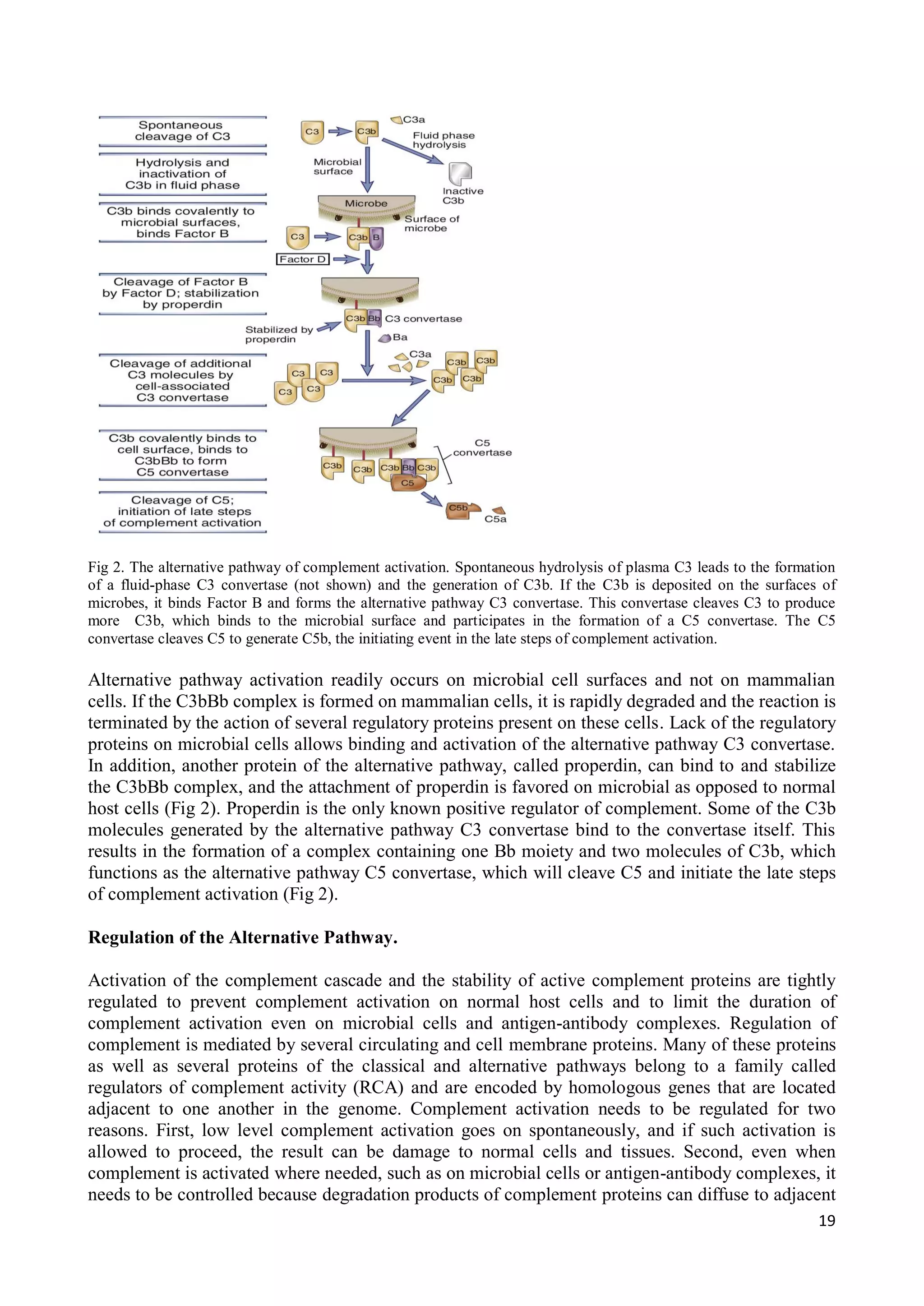 C3 glomerulopathies | PDF