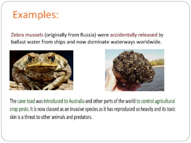C3 impact of humans | PPT