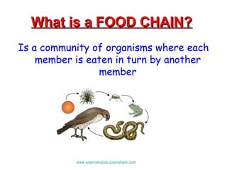 C3 FOOD CHAIN PART ONE | PPT