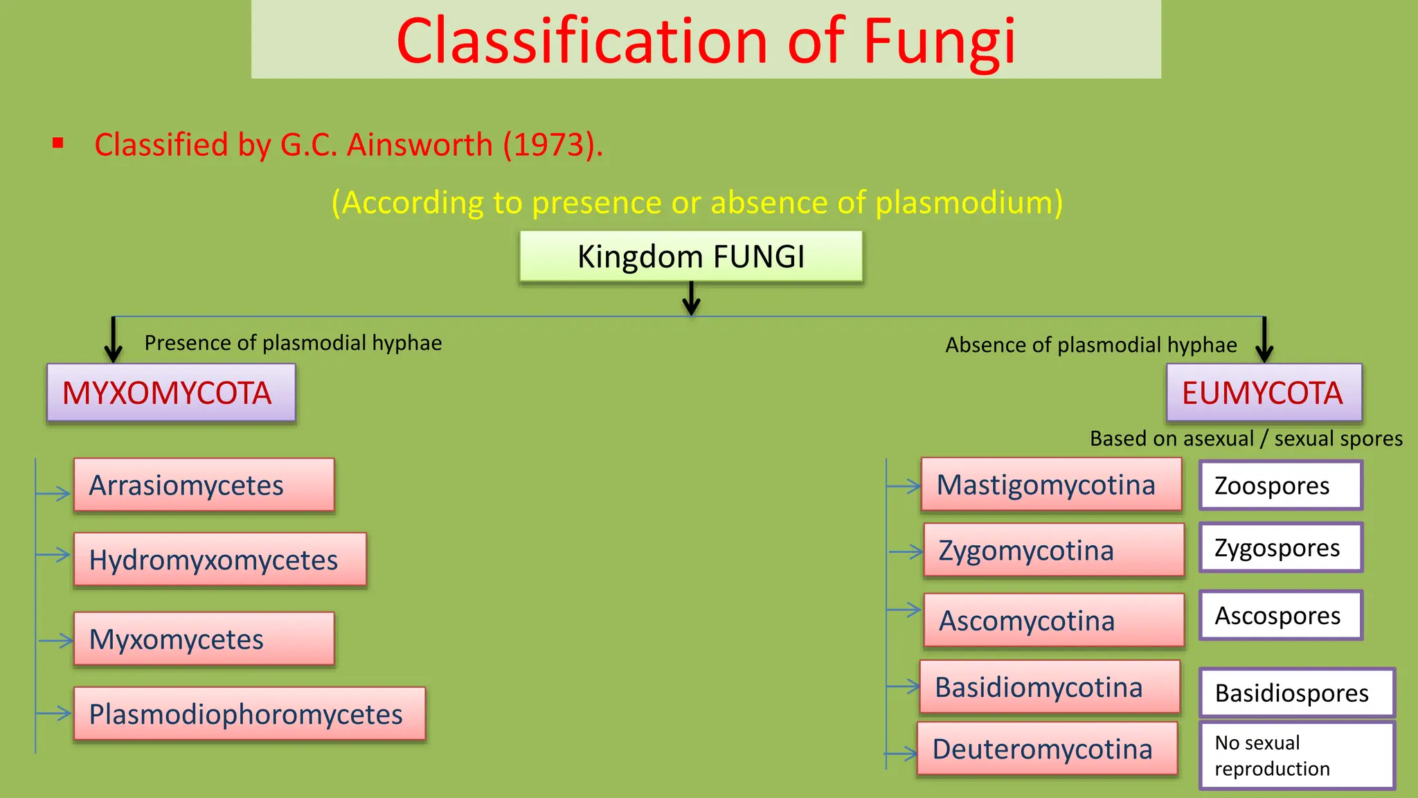 c3l4.pptx bsc botany fungi general characteristic | PPT