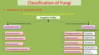 c3l4.pptx bsc botany fungi general characteristic | PPTX