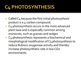C4 Photosynthesis Examples