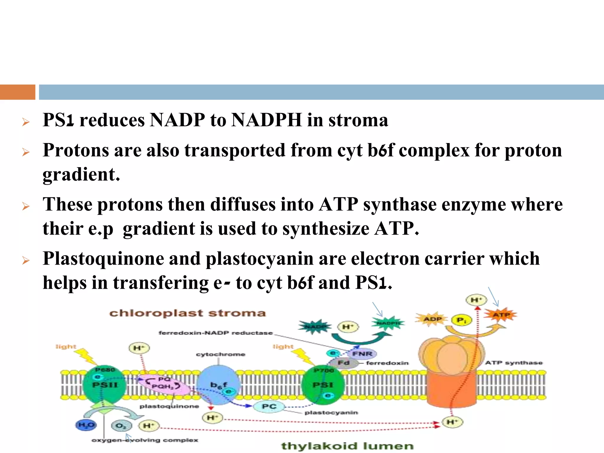 C3 pathway in plants. | PPTX