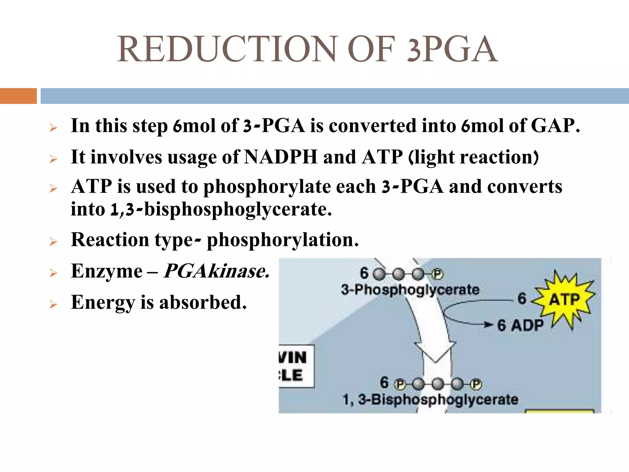 C3 pathway in plants. | PPTX