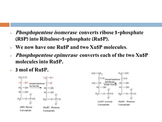 C3 pathway in plants. | PPTX