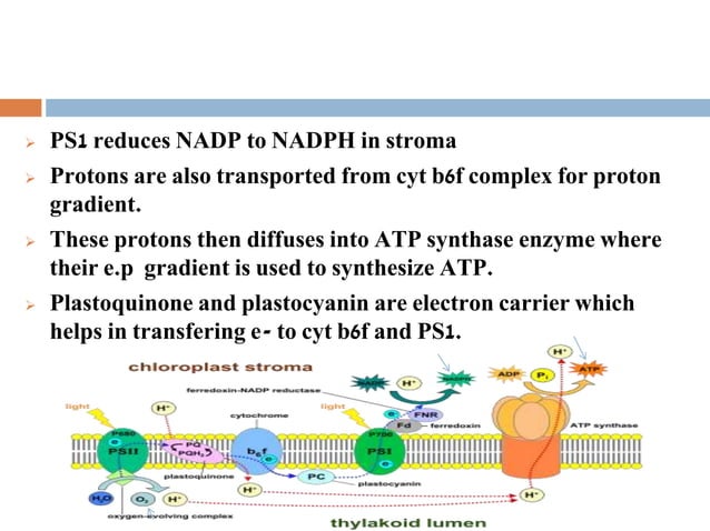 C3 pathway in plants. | PPTX | Chemistry | Science