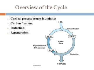 C3 pathway in plants. | PPTX
