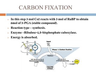 C3 pathway in plants. | PPTX