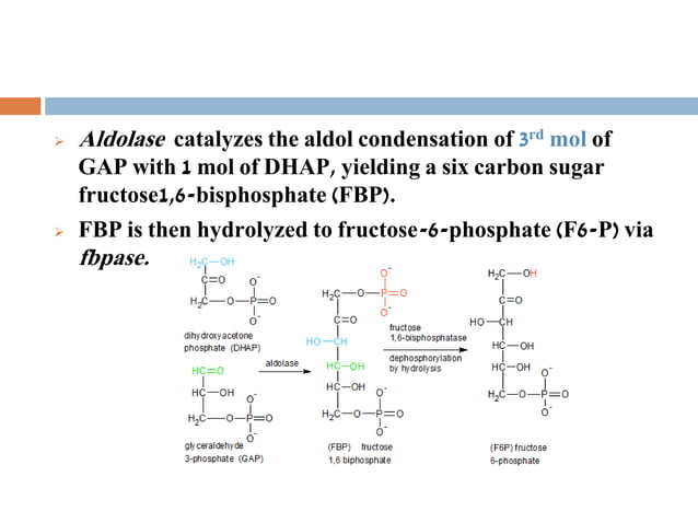 C3 pathway in plants.