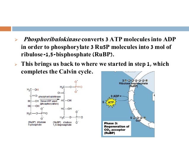 C3 pathway in plants.