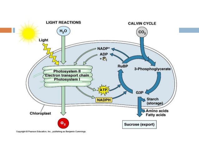 C3 pathway in plants.