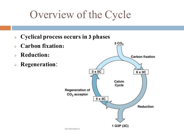C3 pathway in plants.
