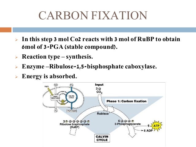 C3 pathway in plants.