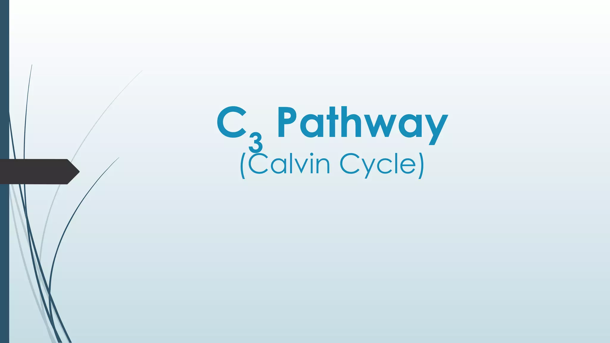 C3 pathway | PDF