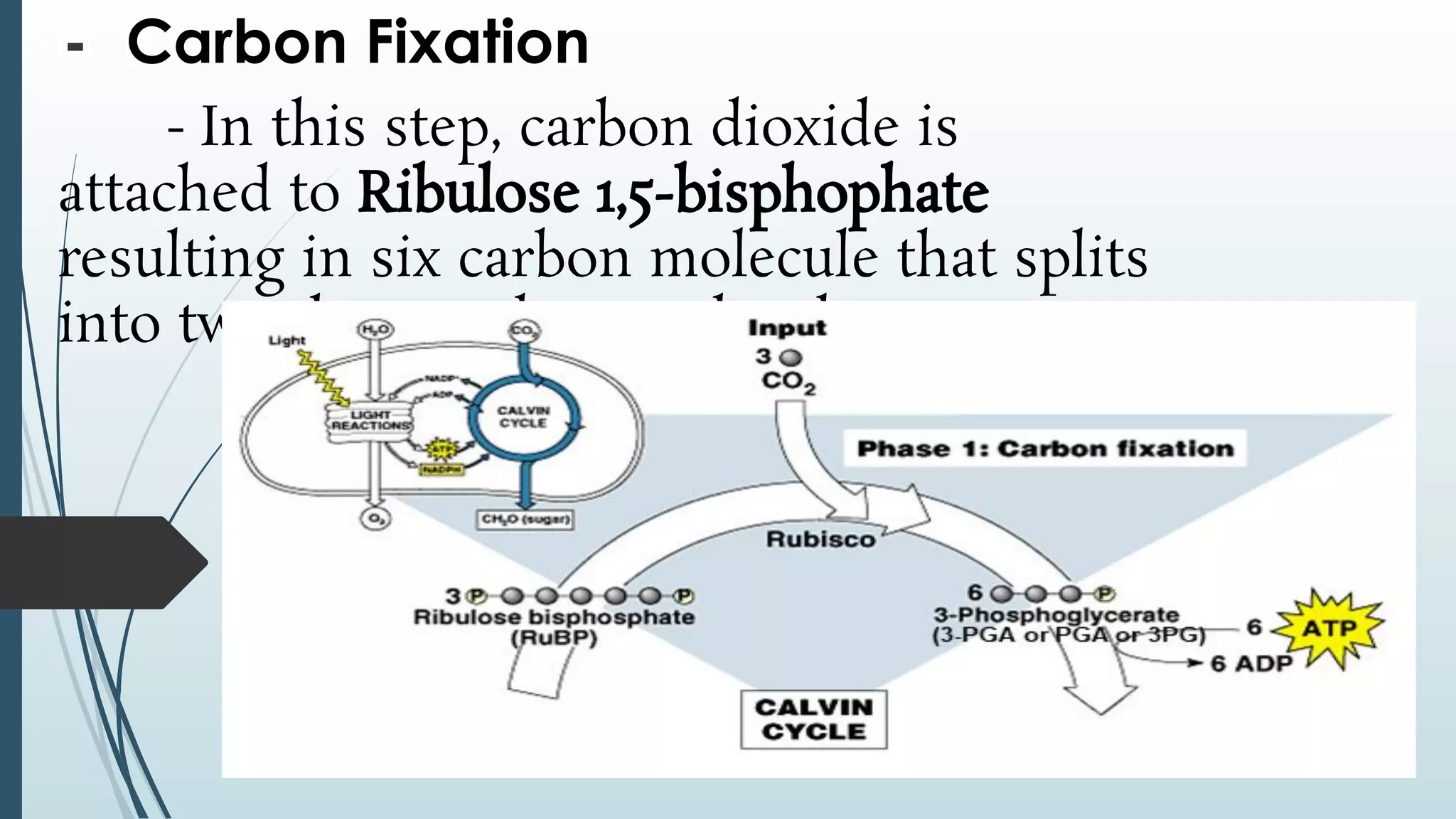 C3 pathway | PDF
