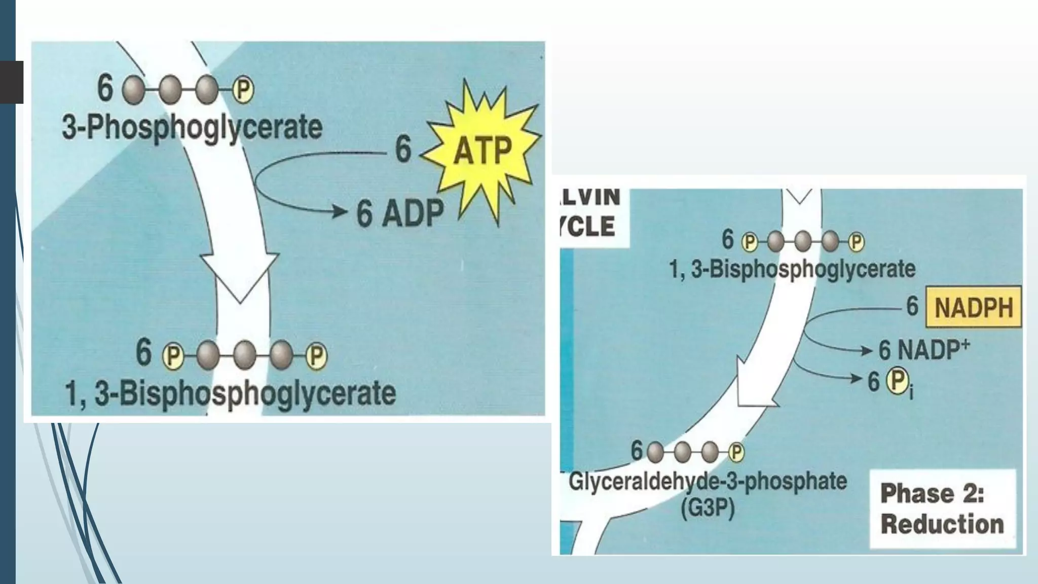 C3 pathway | PDF