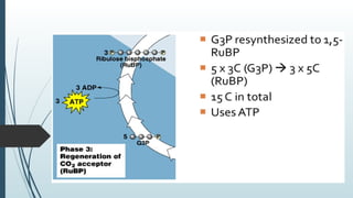C3 pathway | PDF