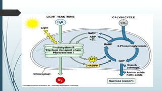 C3 pathway | PDF | Chemistry | Science