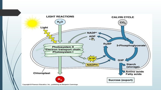 C3 pathway | PPT