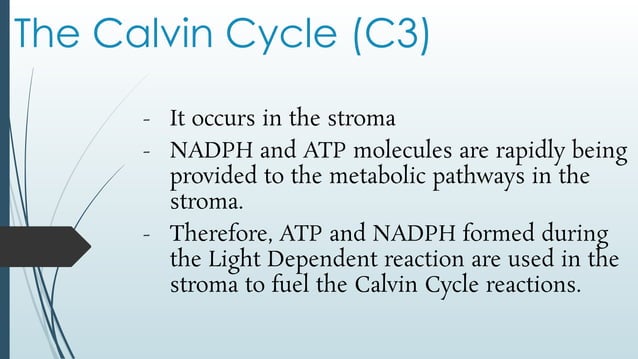 C3 pathway | PPT