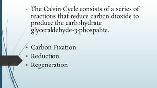 C3 pathway | PDF | Chemistry | Science