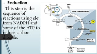 C3 pathway | PDF | Chemistry | Science