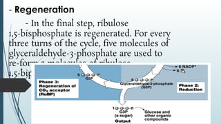 C3 pathway | PDF | Chemistry | Science