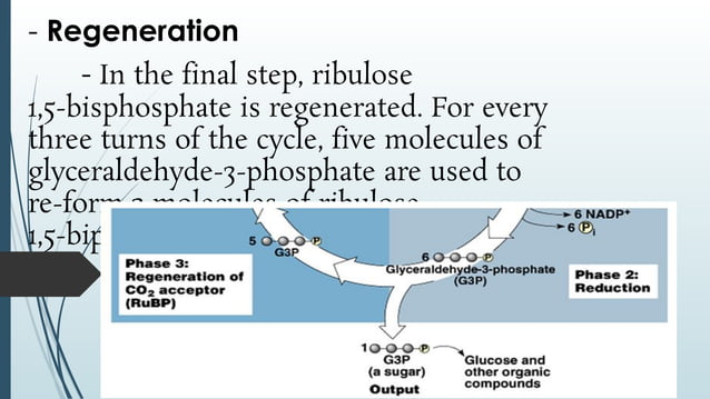 C3 pathway | PPT
