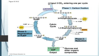 C3 pathway | PPT