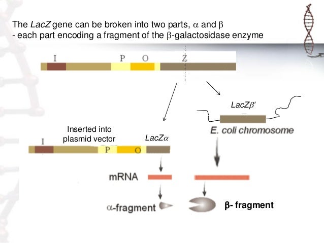 DNA Cloning