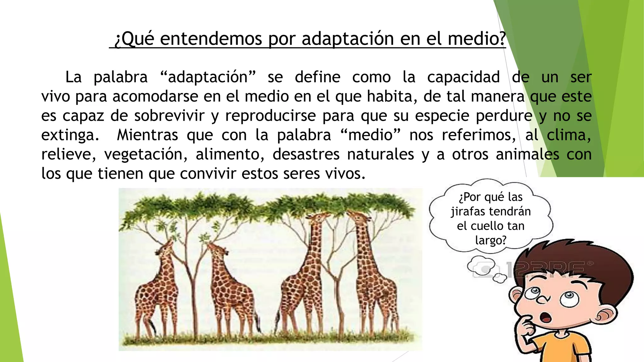 C4-semana-24-Material-de-apoyo-Adaptaciones-estructurales-de-los ...