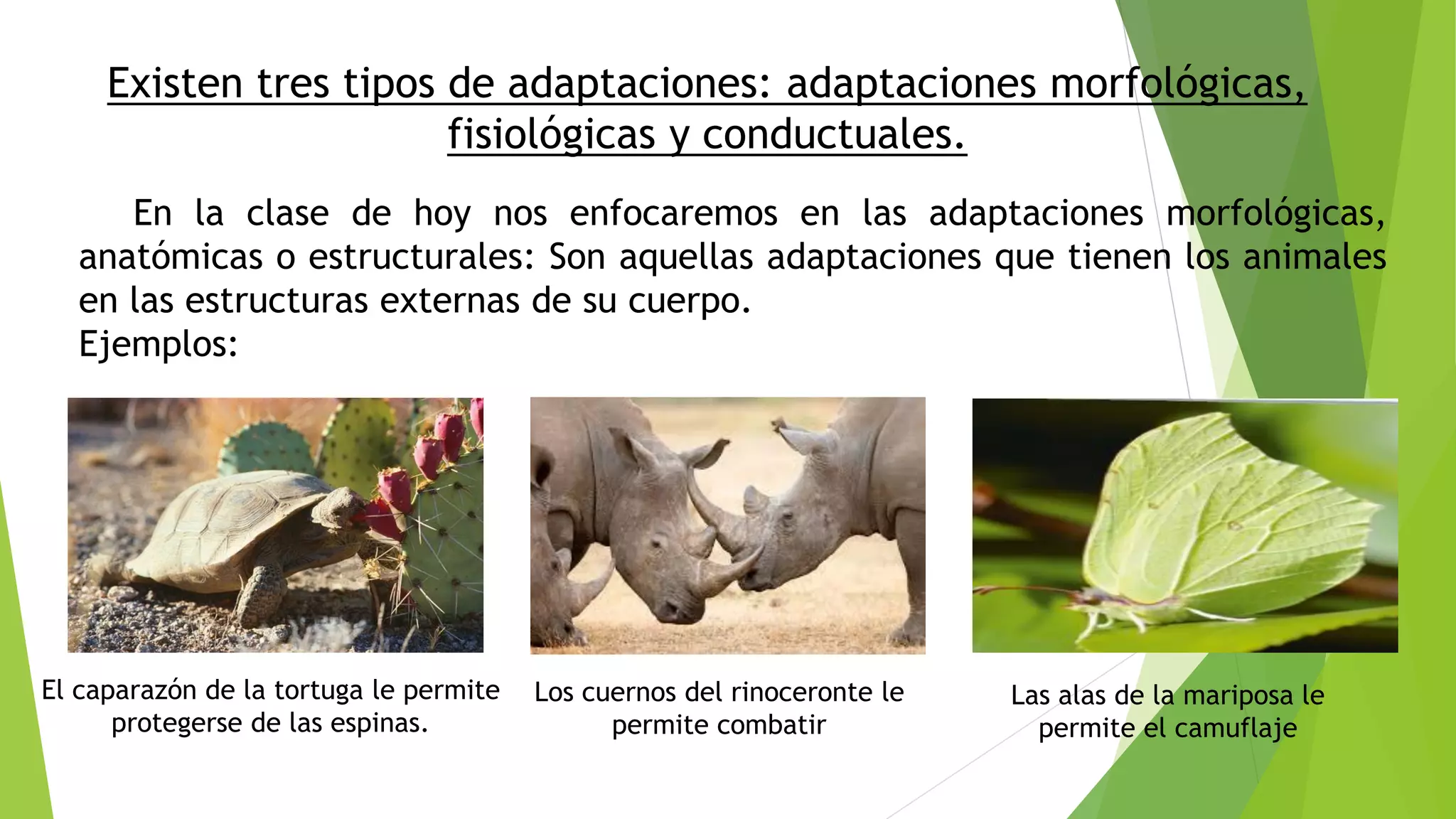 C4-semana-24-Material-de-apoyo-Adaptaciones-estructurales-de-los ...