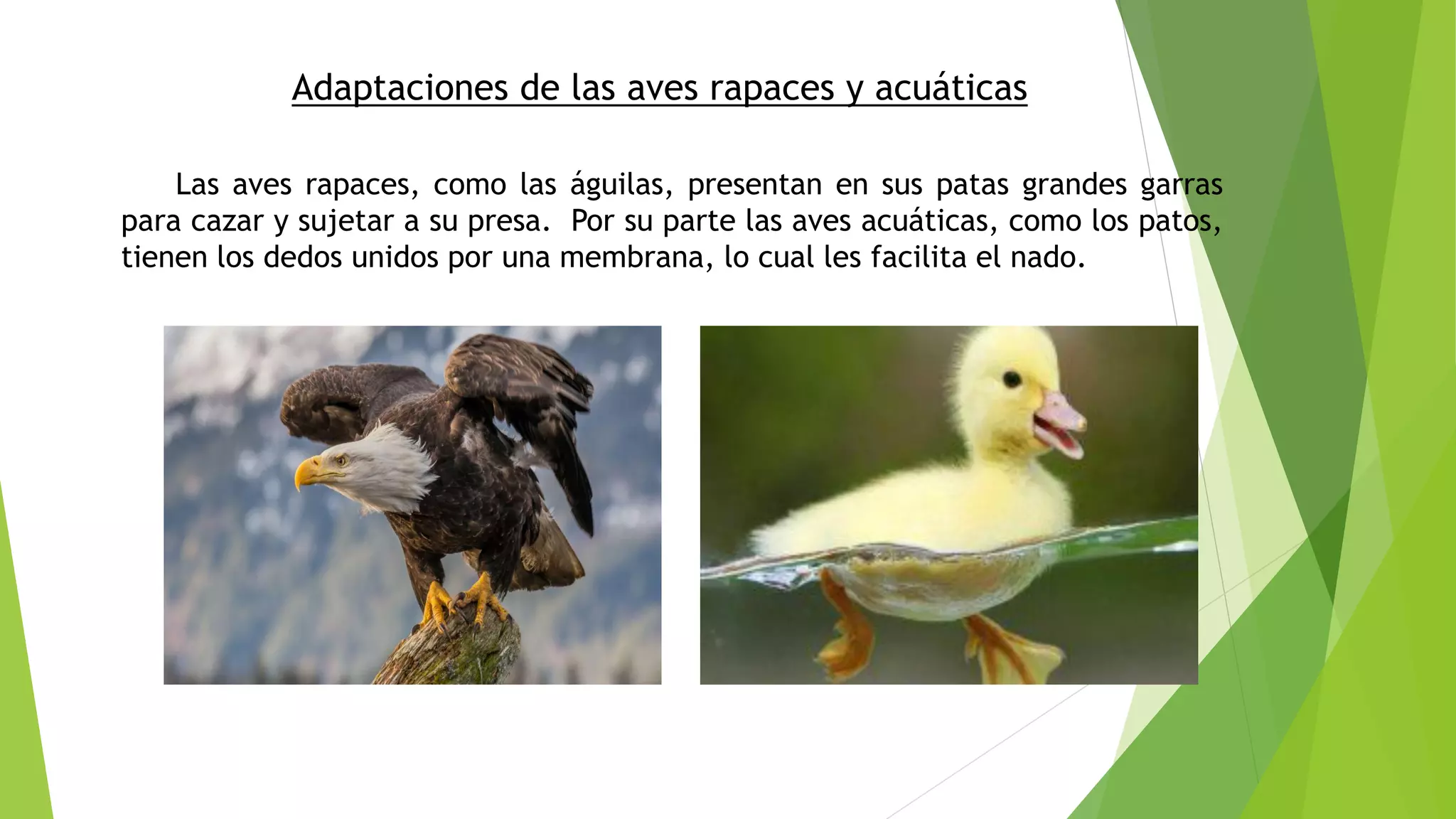 C4-semana-24-Material-de-apoyo-Adaptaciones-estructurales-de-los ...