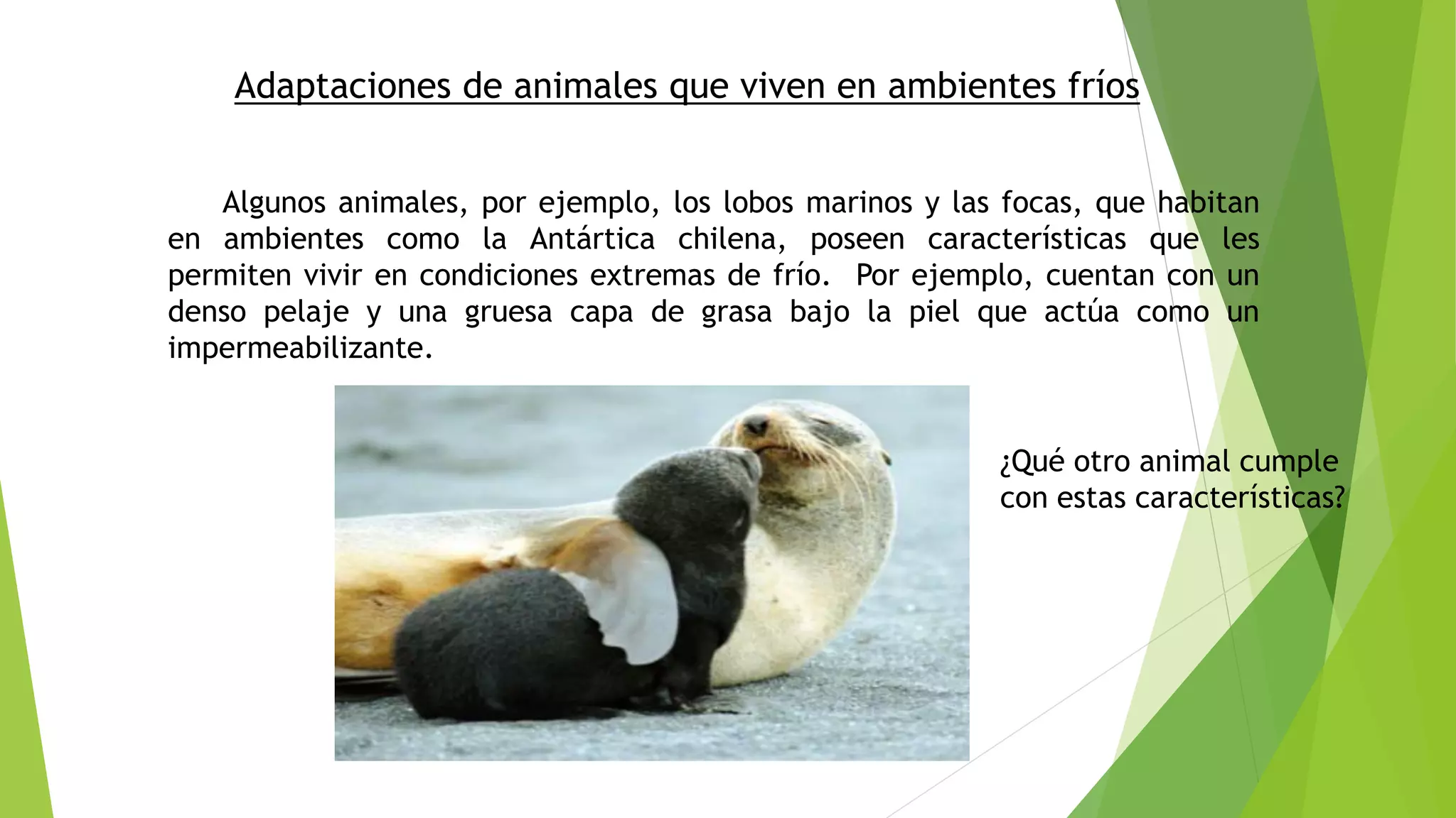 C4-semana-24-Material-de-apoyo-Adaptaciones-estructurales-de-los ...