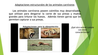 C4-semana-24-Material-de-apoyo-Adaptaciones-estructurales-de-los ...