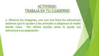 C4-semana-24-Material-de-apoyo-Adaptaciones-estructurales-de-los ...