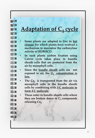 C4 and cam pathway pdf | PDF