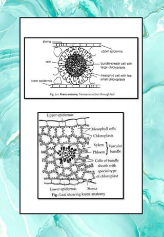 C4 and cam pathway pdf | PDF