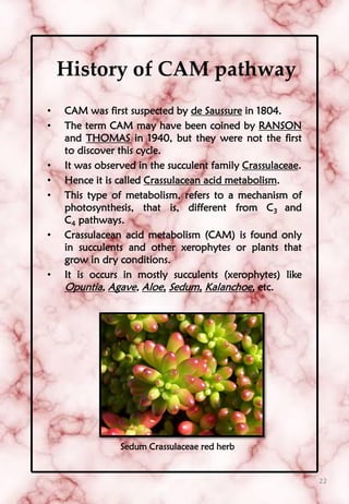 C4 and cam pathway pdf | PDF