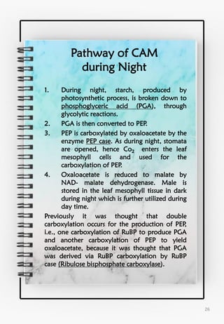C4 and cam pathway pdf | PDF