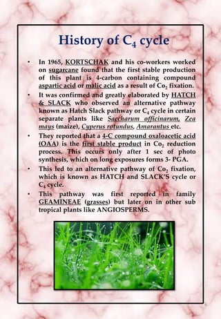 C4 and cam pathway pdf | PDF