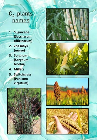 C4 and cam pathway pdf | PDF