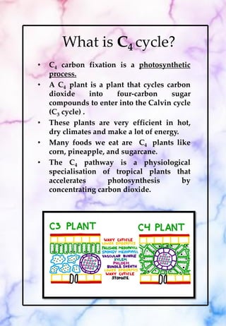 C4 and cam pathway pdf | PDF