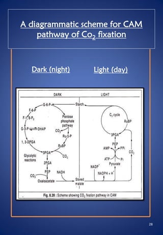 Cam Pathway In Plants