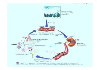 C4 APARATO CARDIOVASCULAR PPT2.pdf