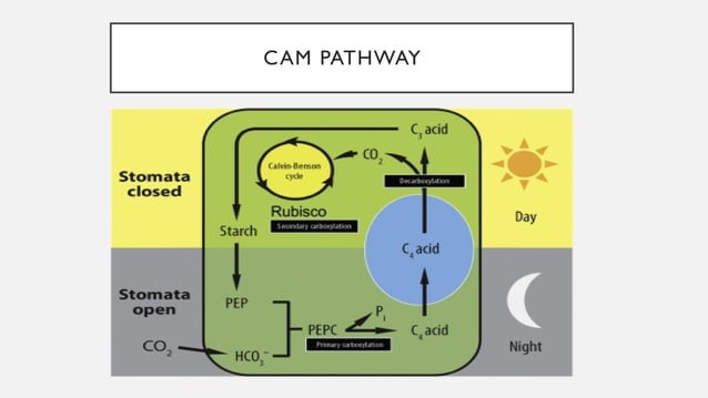 C4 Plants and CAM Pathways in the Plants | PPTX