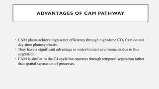 C4 Plants and CAM Pathways in the Plants | PPTX